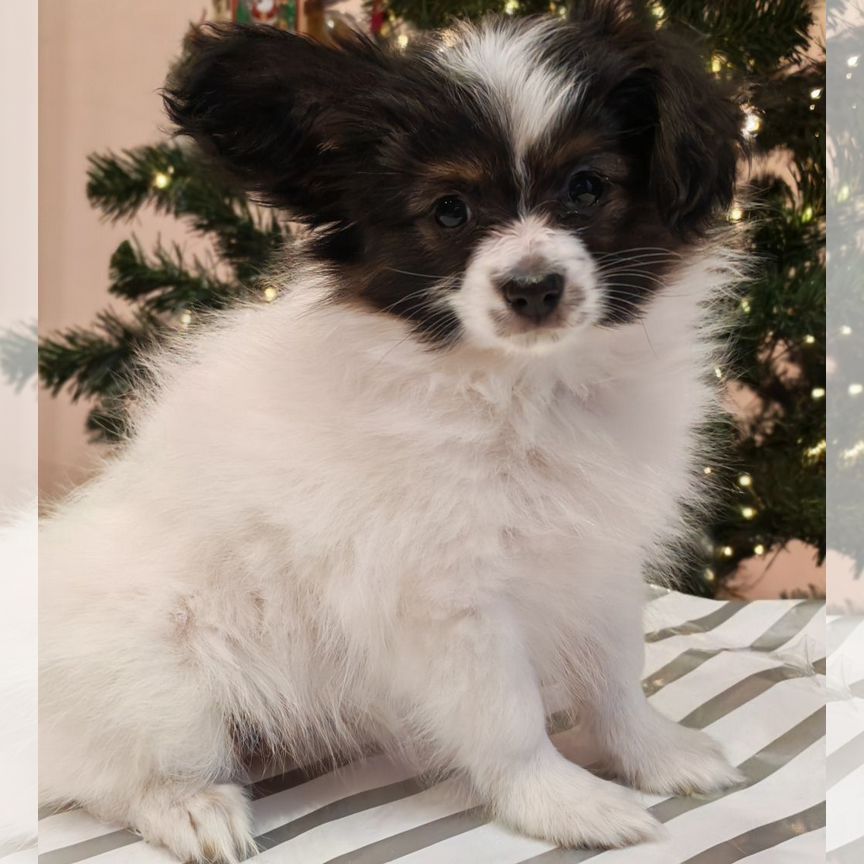 Континентальный той-спаниель папильон, щенок