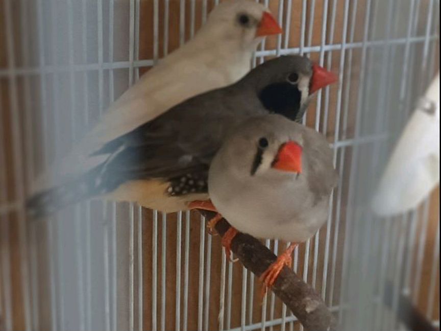 Зебровые амадины (семья)