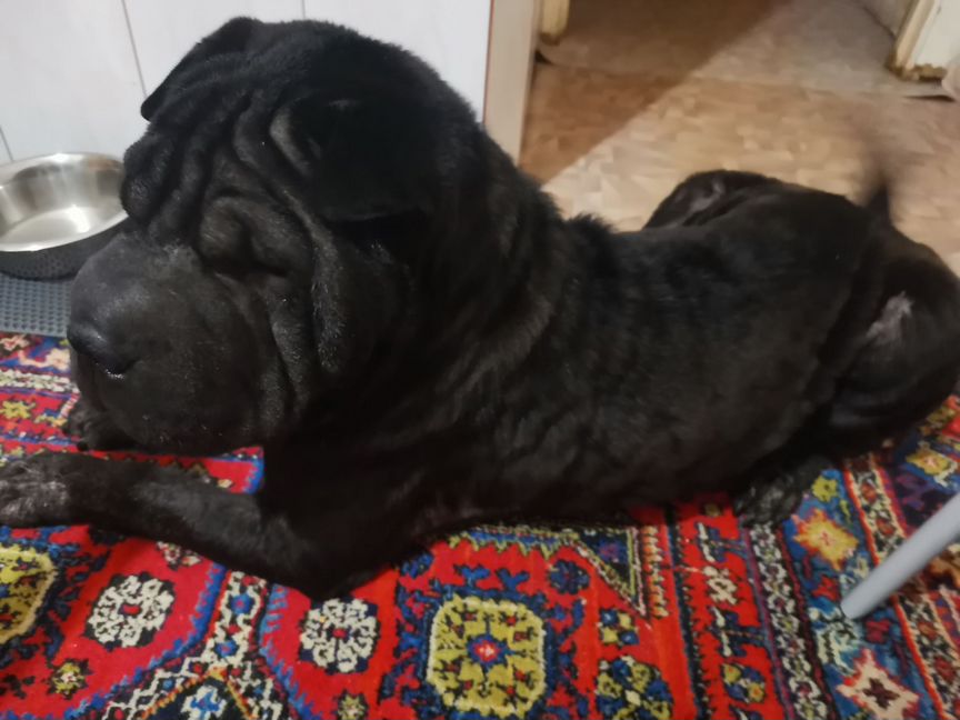 Шарпей бесплатно