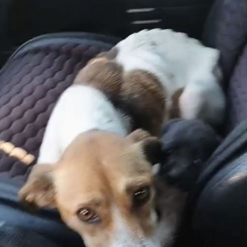 Животные в добрые руки бесплатно