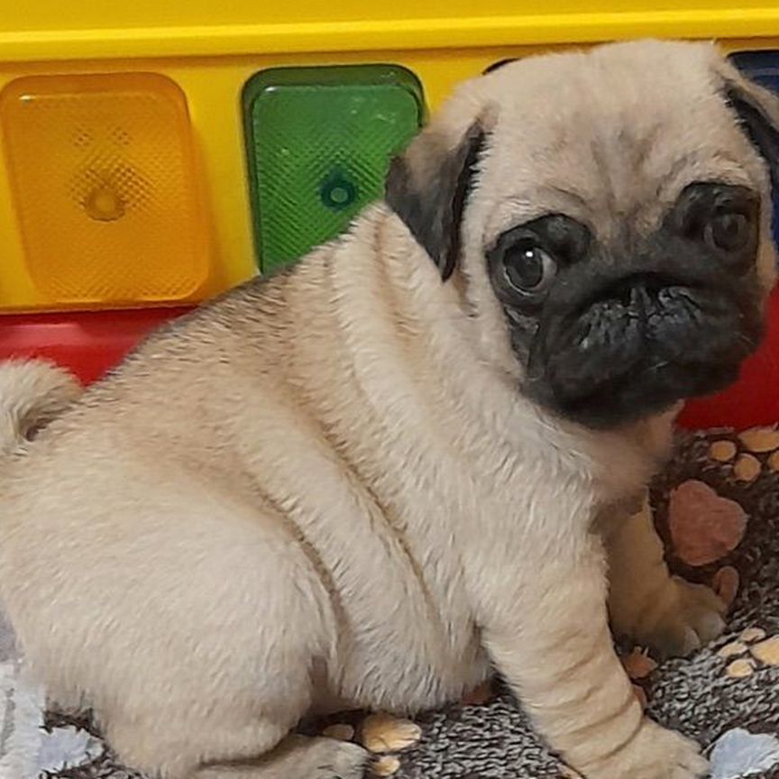 Мопс, щенок