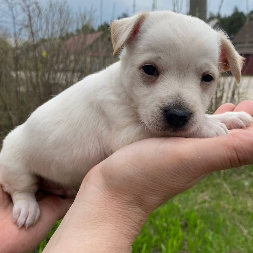 Щенок в добрые руки