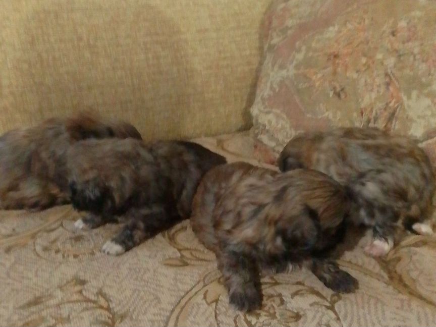 Щенки пикинеса