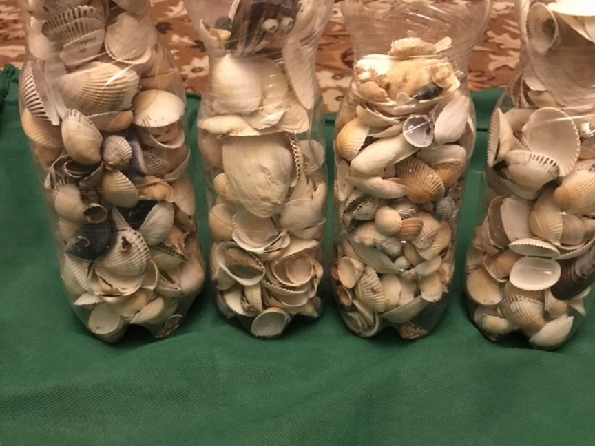 Ракушка с Азовского моря