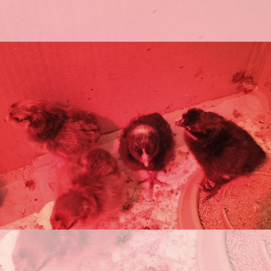 Цыплята русской хохлатой