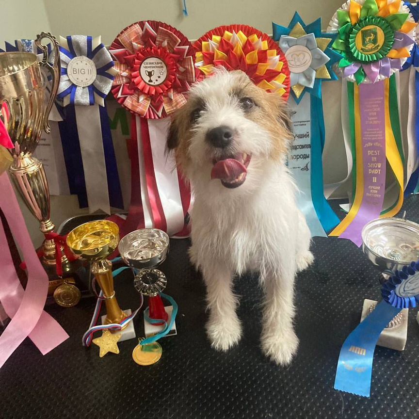 Джек рассел терьер девочка