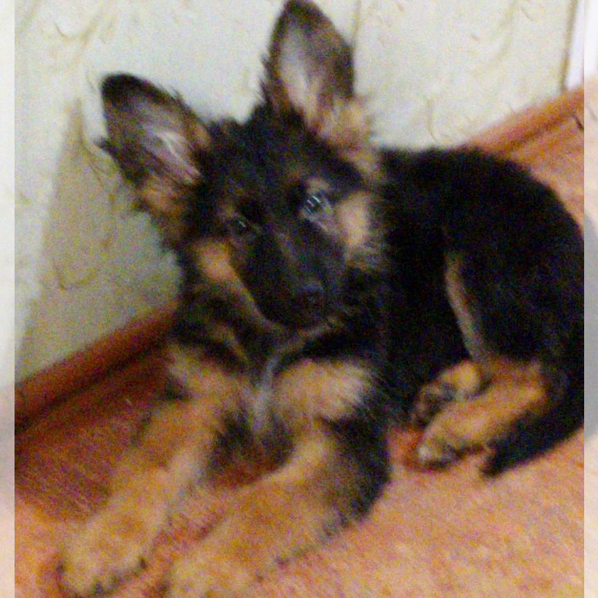 Немецкая овчарка, щенок