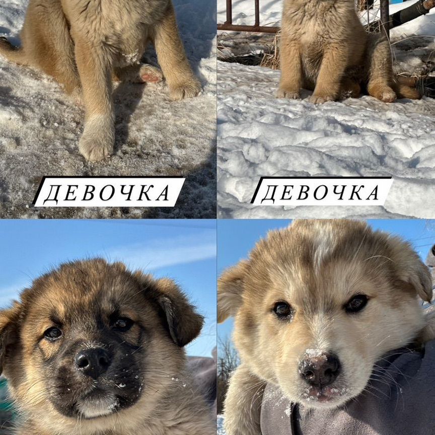 Щенки в добрые руки