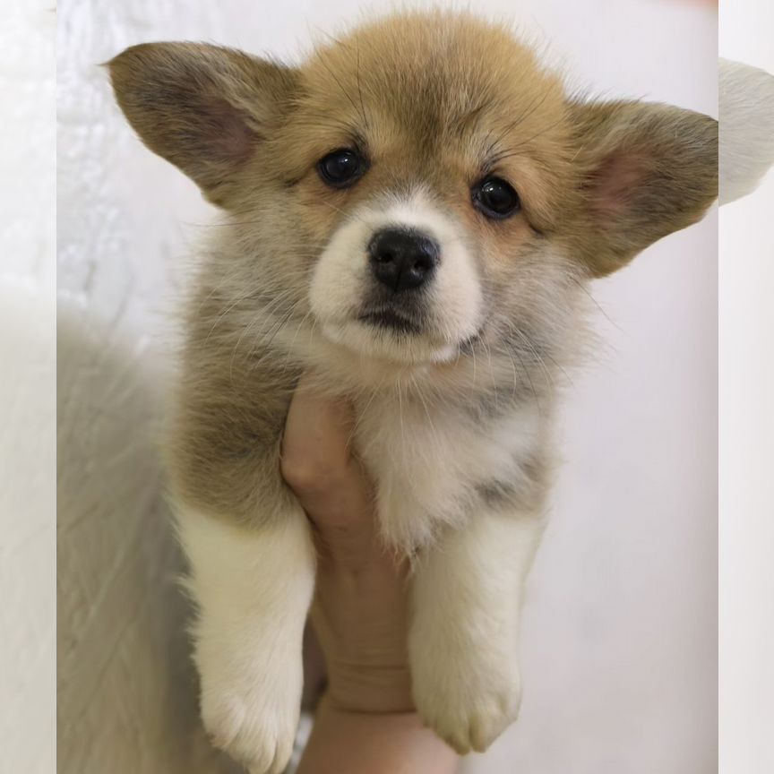 Вельш Корги Пемброк, щенок