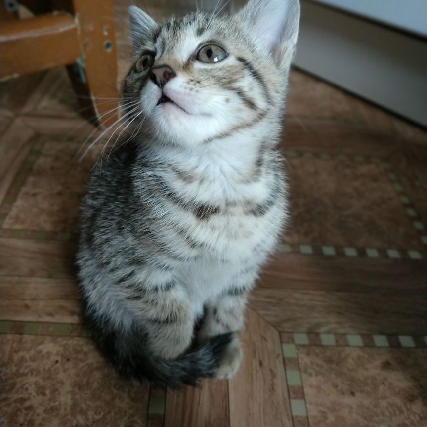 Котята в добрые руки бесплатно