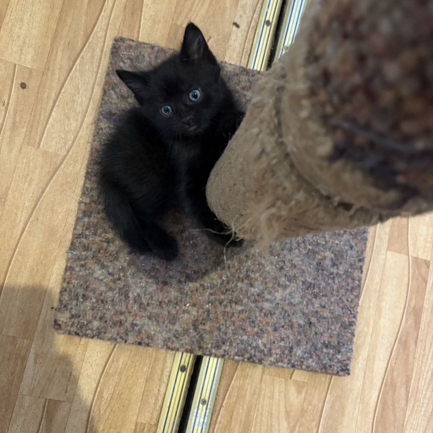 Котёнок в добрые руки