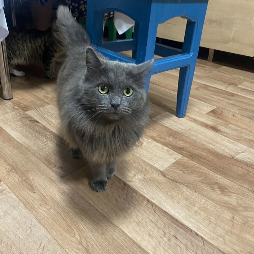 Взрослый кот в добрые руки