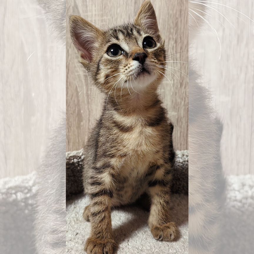 Котёнок в добрые руки