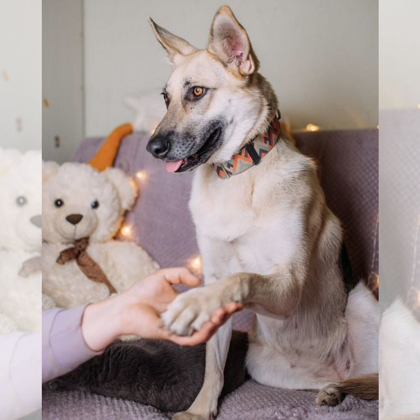 Собака в добрые руки