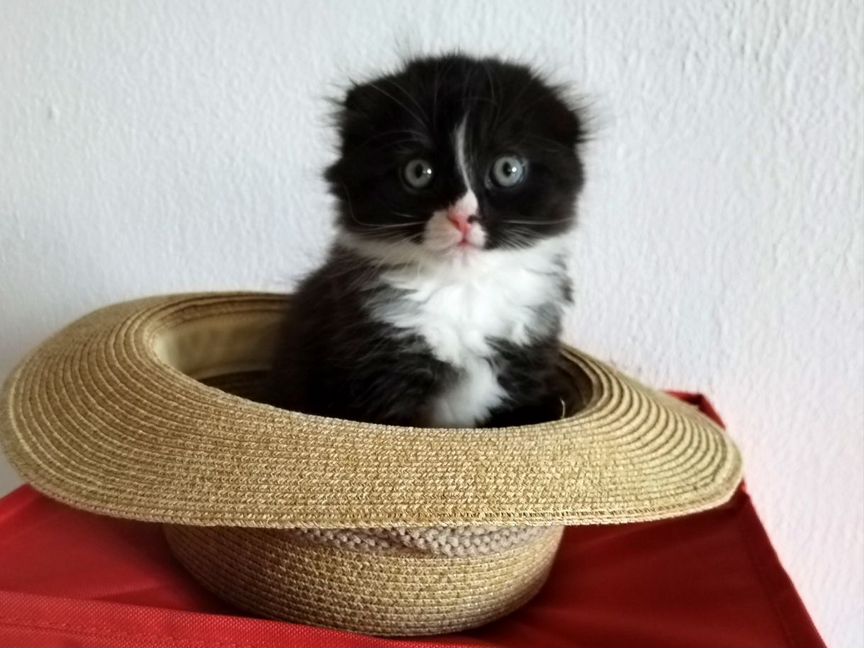 Котята веслоухие