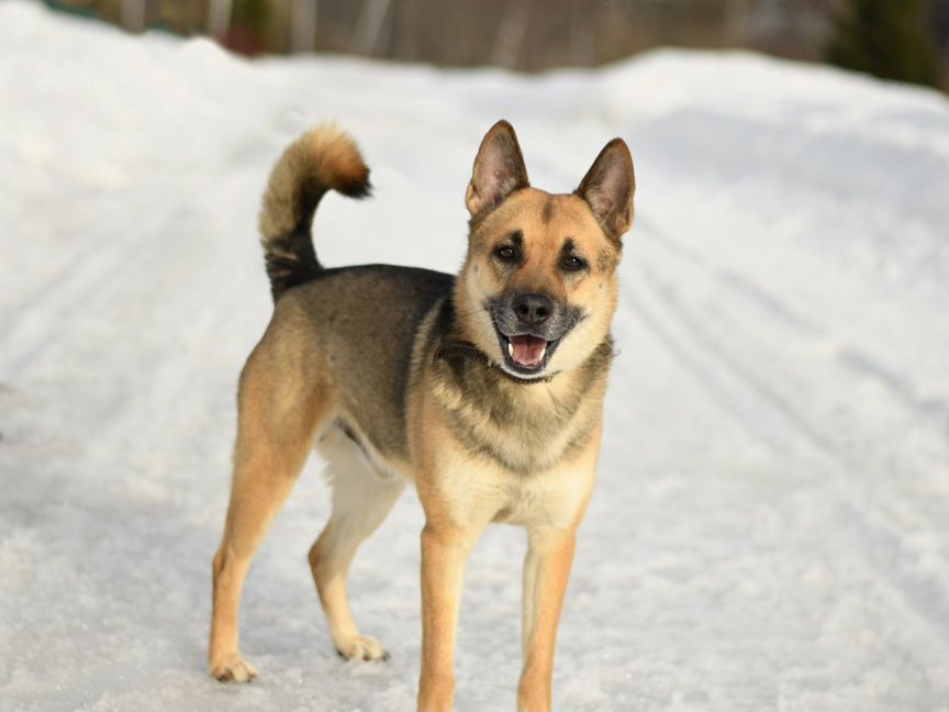 Собака Ральф в добрые руки