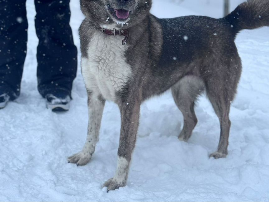 Собака в добрые руки
