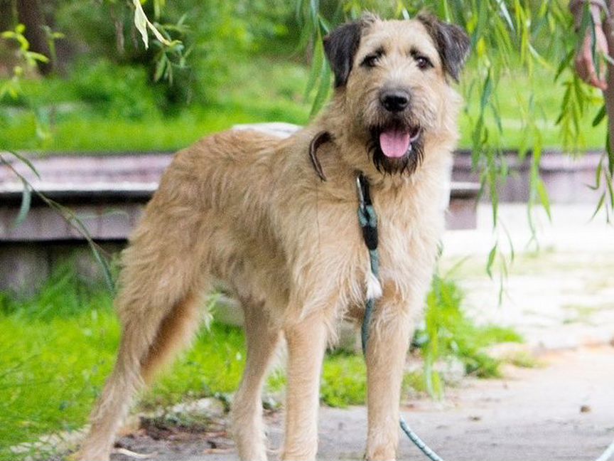 Представляем вашему вниманию очаровательного Босса