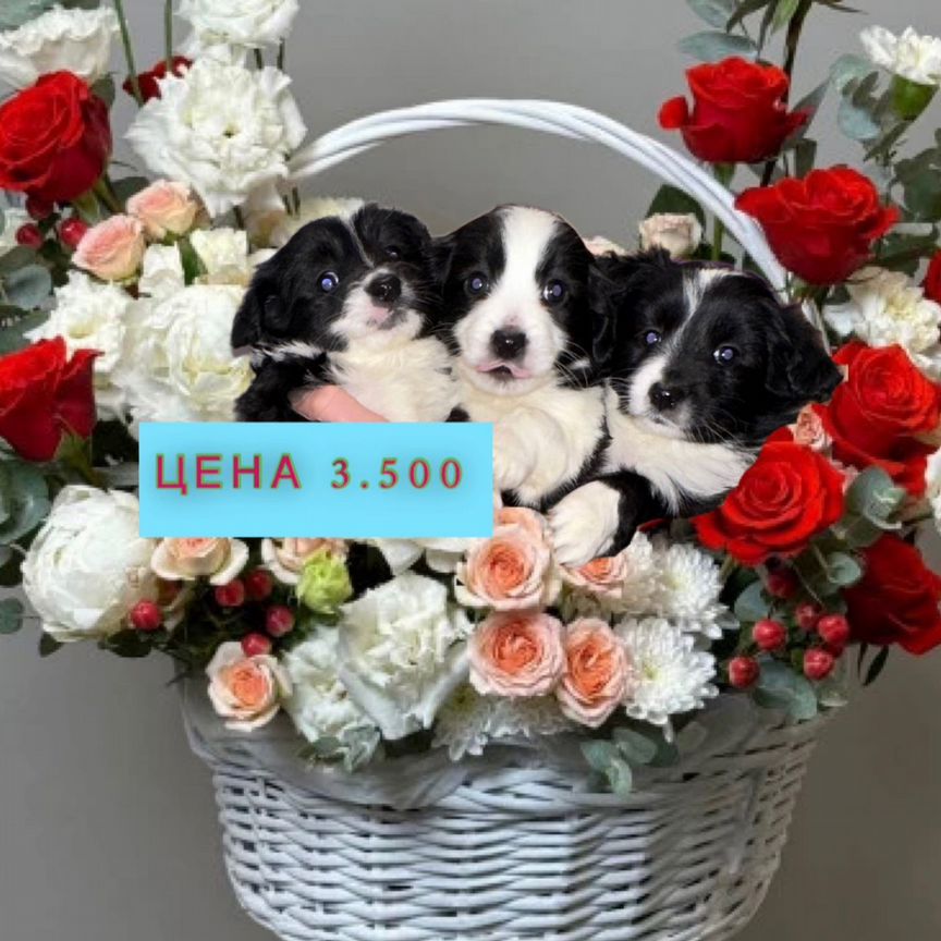 Пудельки, щенки