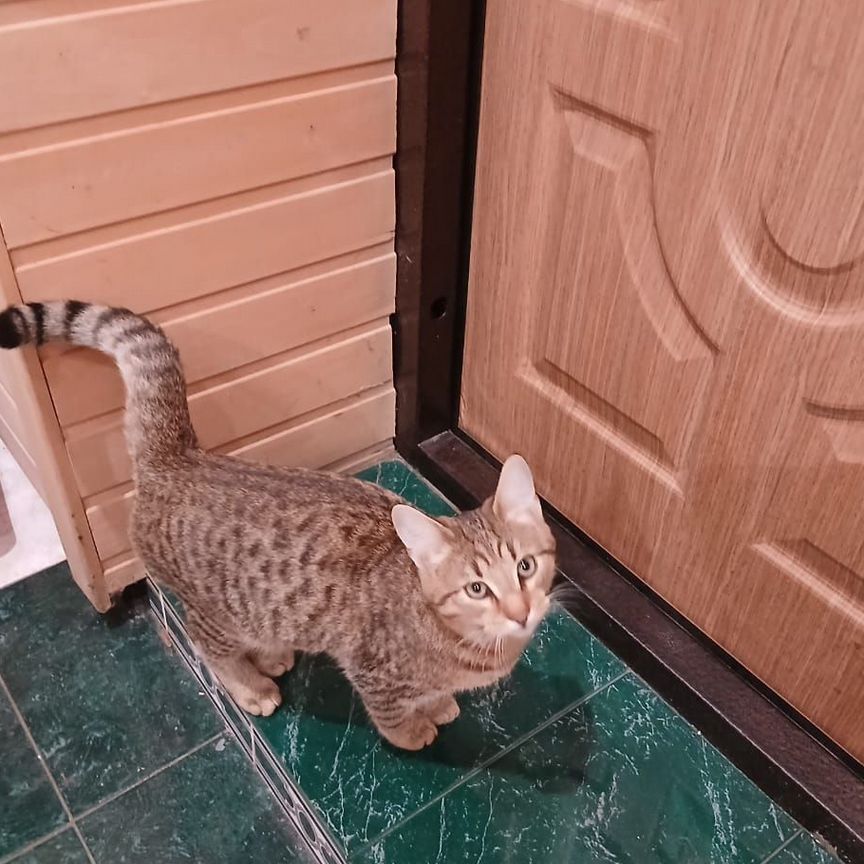 Котёнок в добрые руки