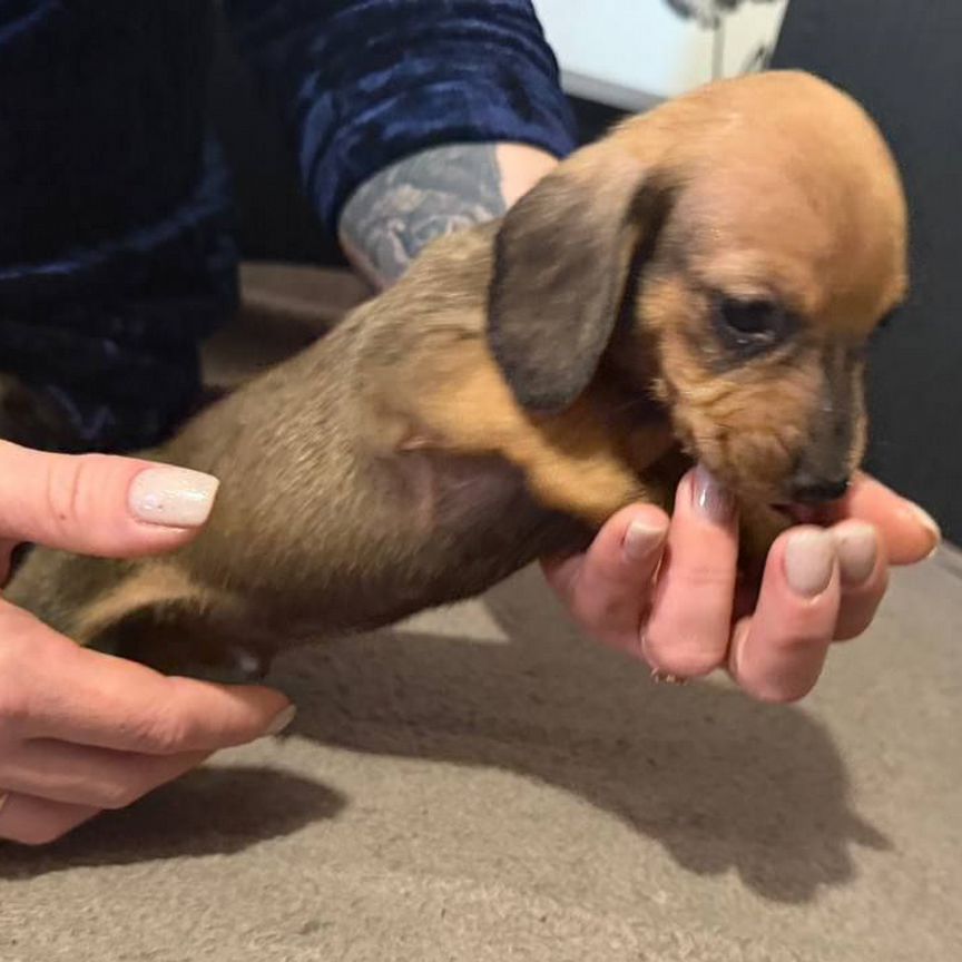 Карликовая такса, щенок