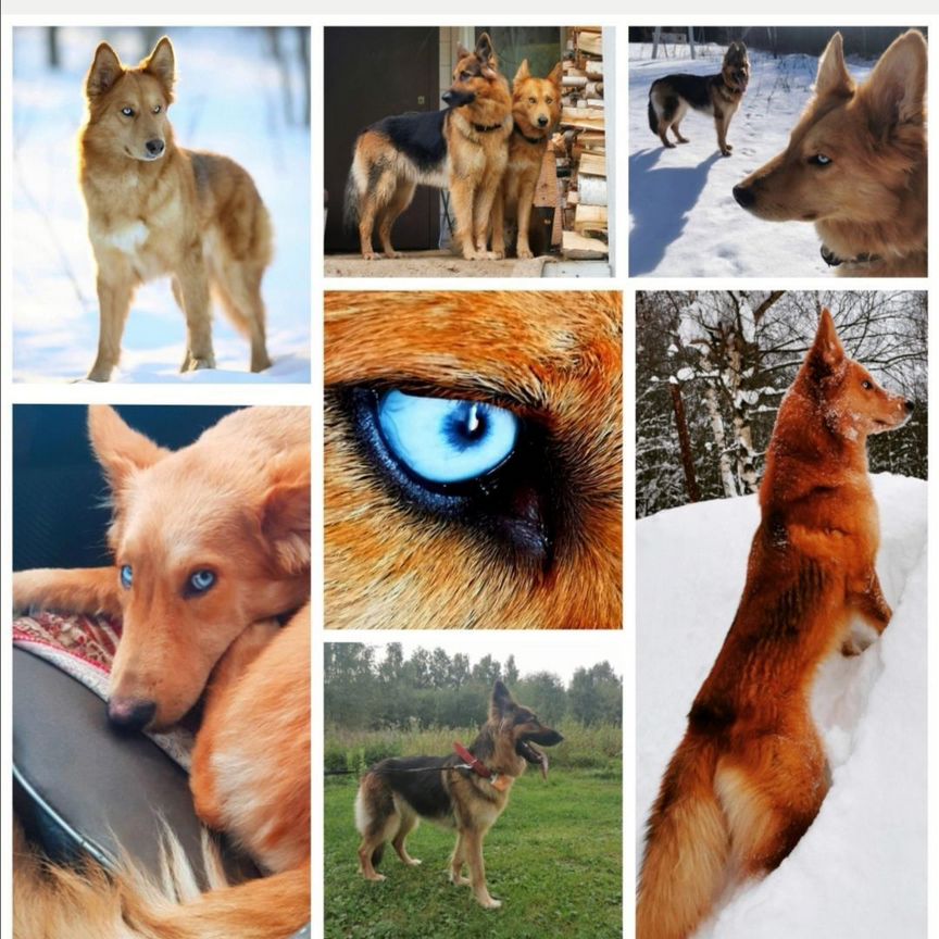 Овчарка, волкособ