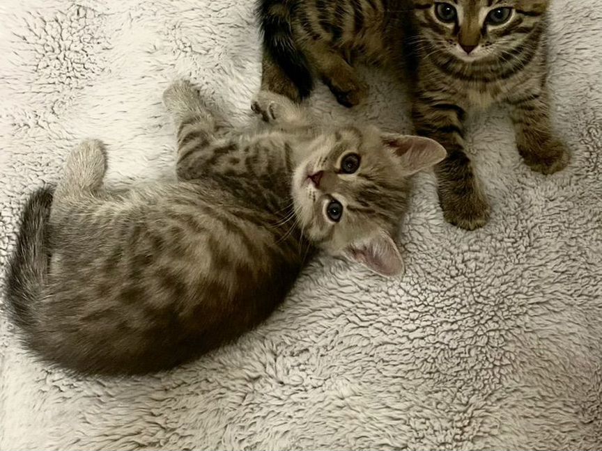 Британские котята