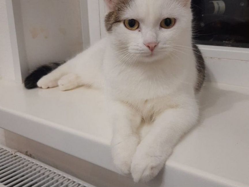 Кошечка Лиза