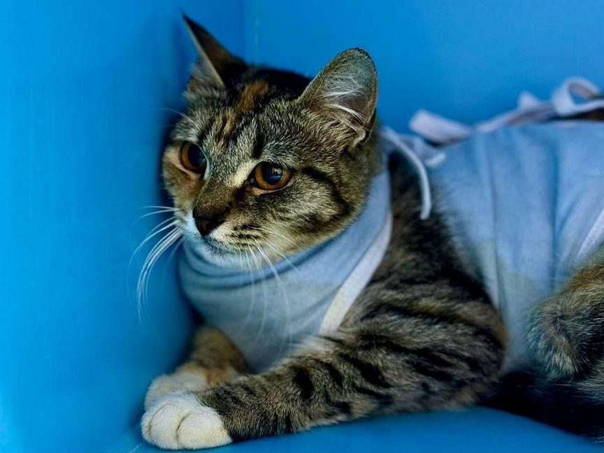 Будет ли дом у Фроси или она вернётся на улицу