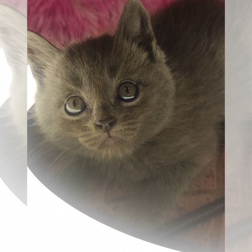 Британские котята