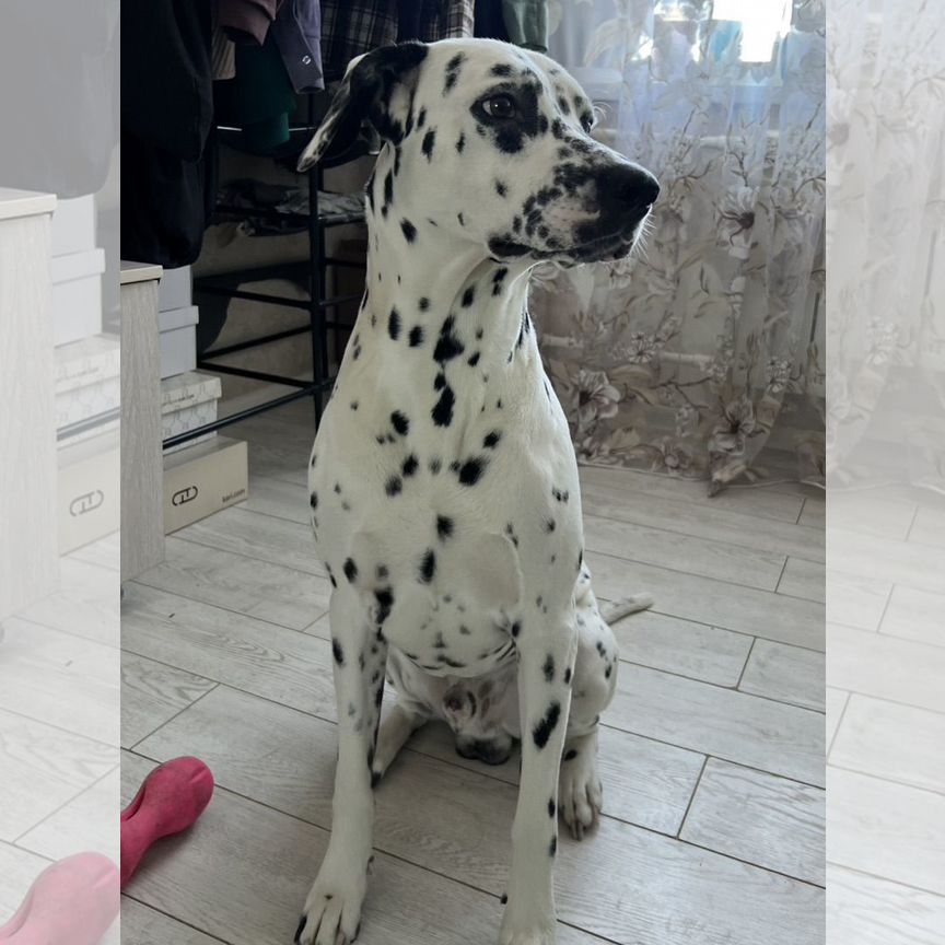 Далматин, вязка