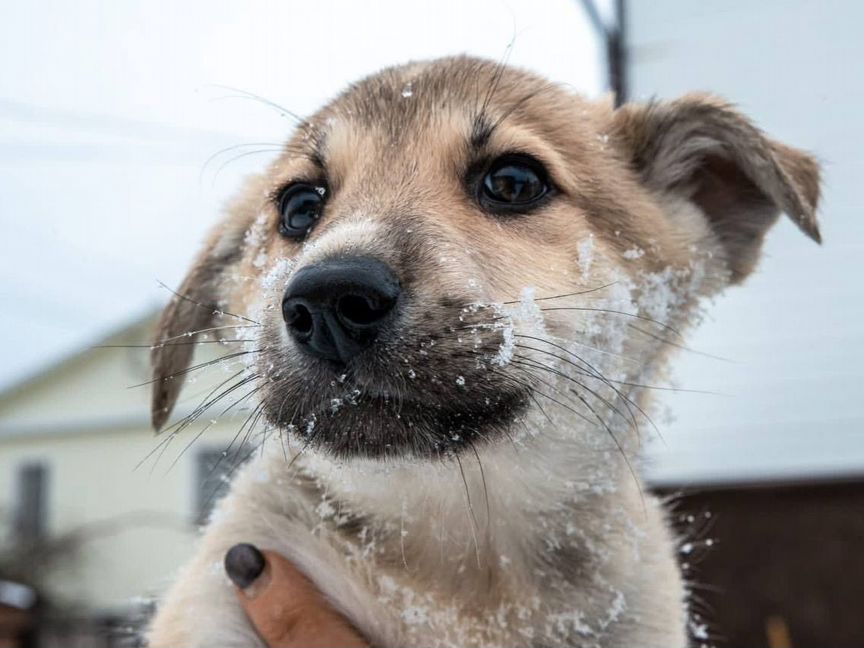 Щенок мальчик из приюта бесплатно