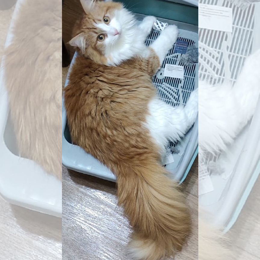 Взрослый кот в добрые руки