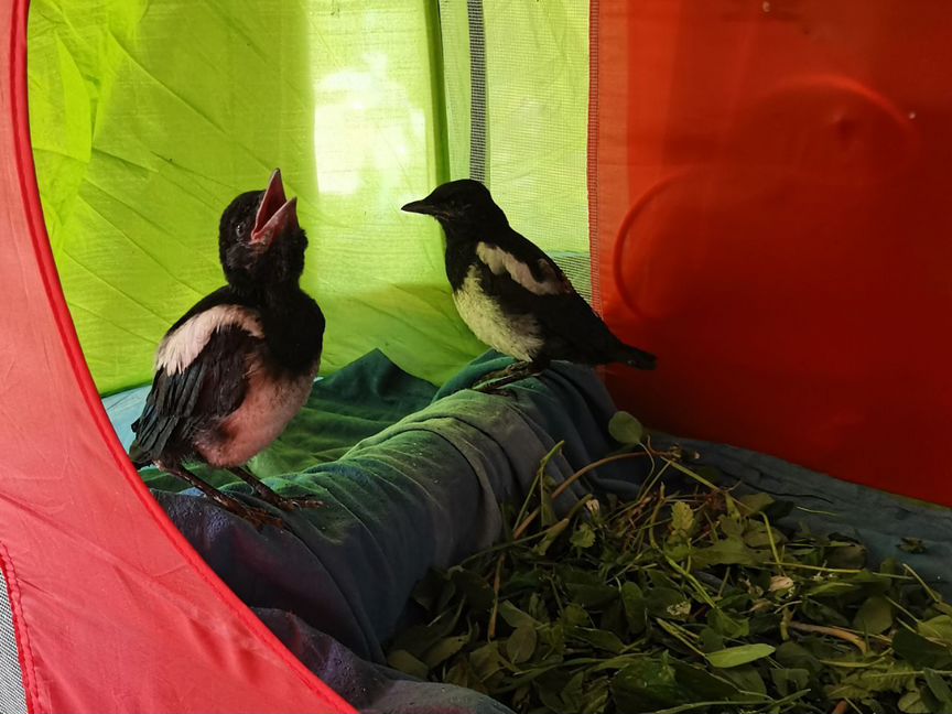 Птенцы сороки