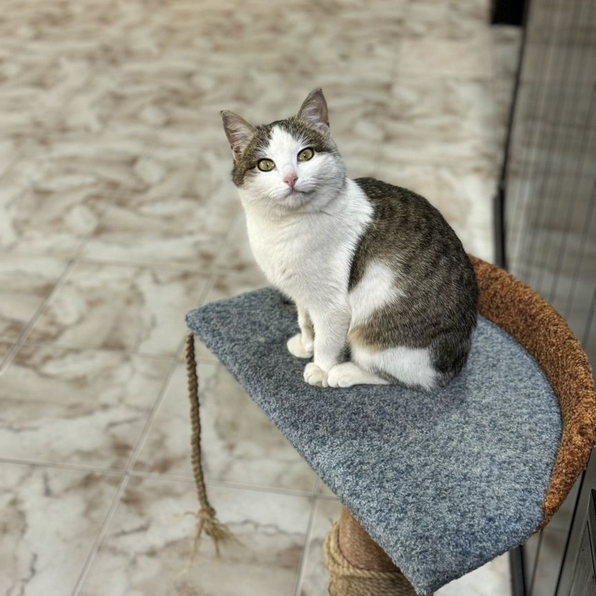 Кошка стерилизованная в добрые руки