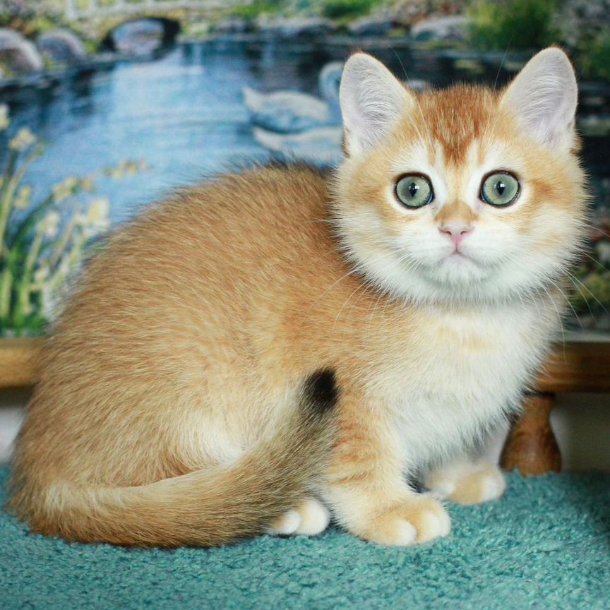Британский золотой котенок