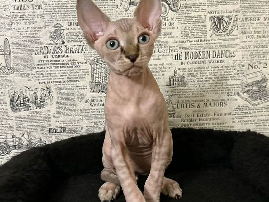 Канадский сфинкс котенок