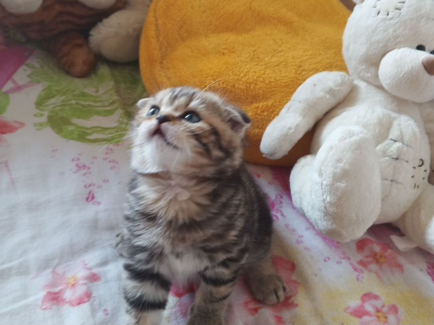 Шотландские котята