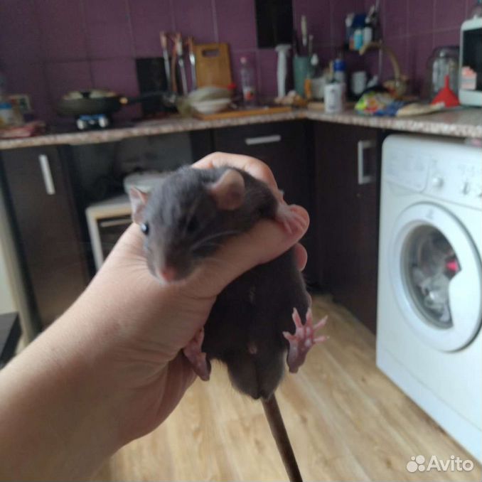 Крысенок дамбо