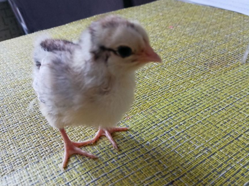 Цыплята пародных кур