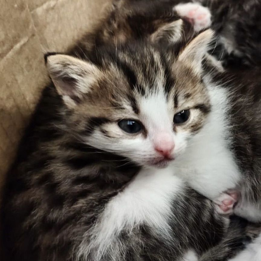 Котёнок в добрые руки