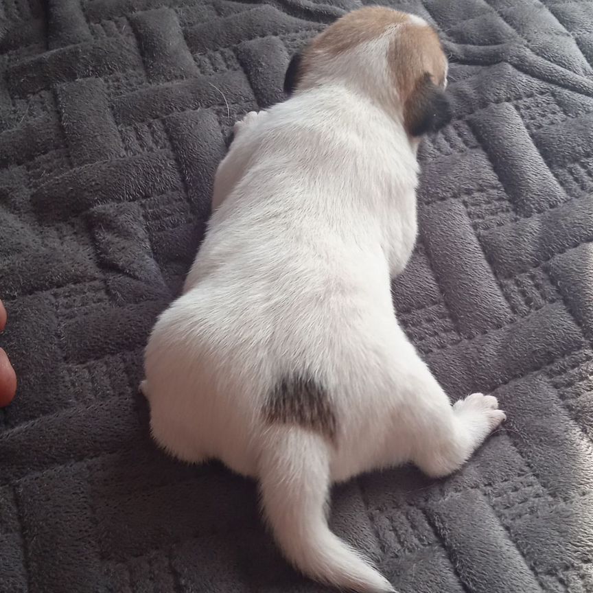 Отдам щенка джек рассел терьер