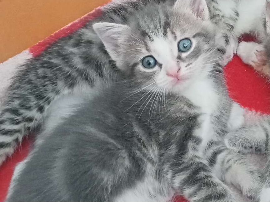 Котята в добрые руки бесплатно