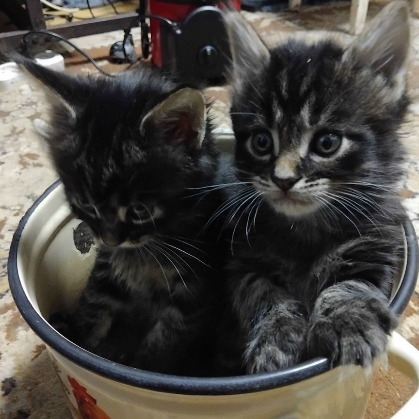 Мейн-кун котёнок