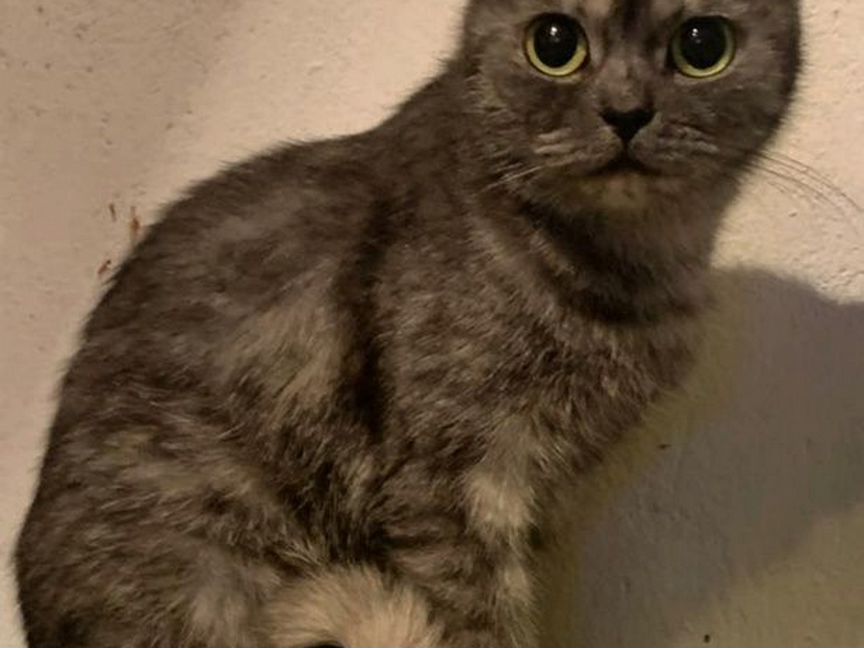 Стерилизованная кошка в добрые руки