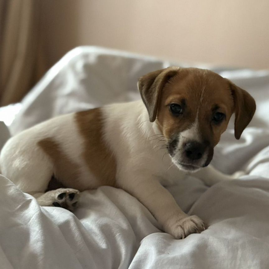 Джек-рассел-терьер, щенок