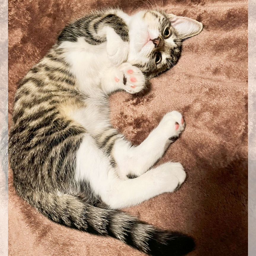 Котенок 3,5 месяца