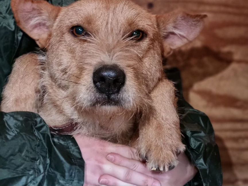 Собака в добрые руки, Вуди