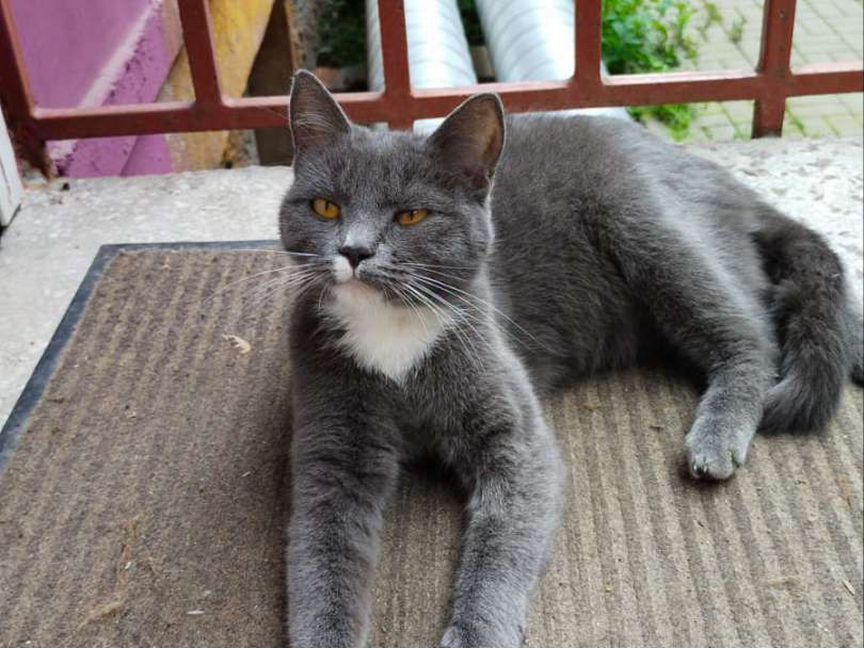 Кошка Мышка ищет дом