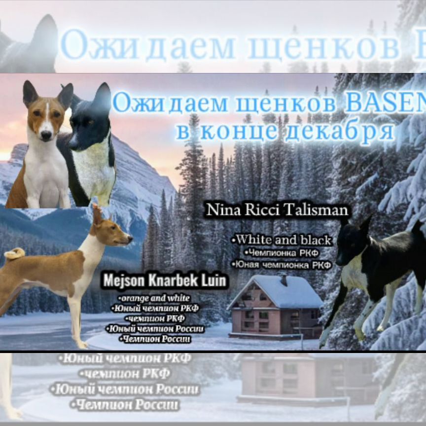 Басенджи, щенок